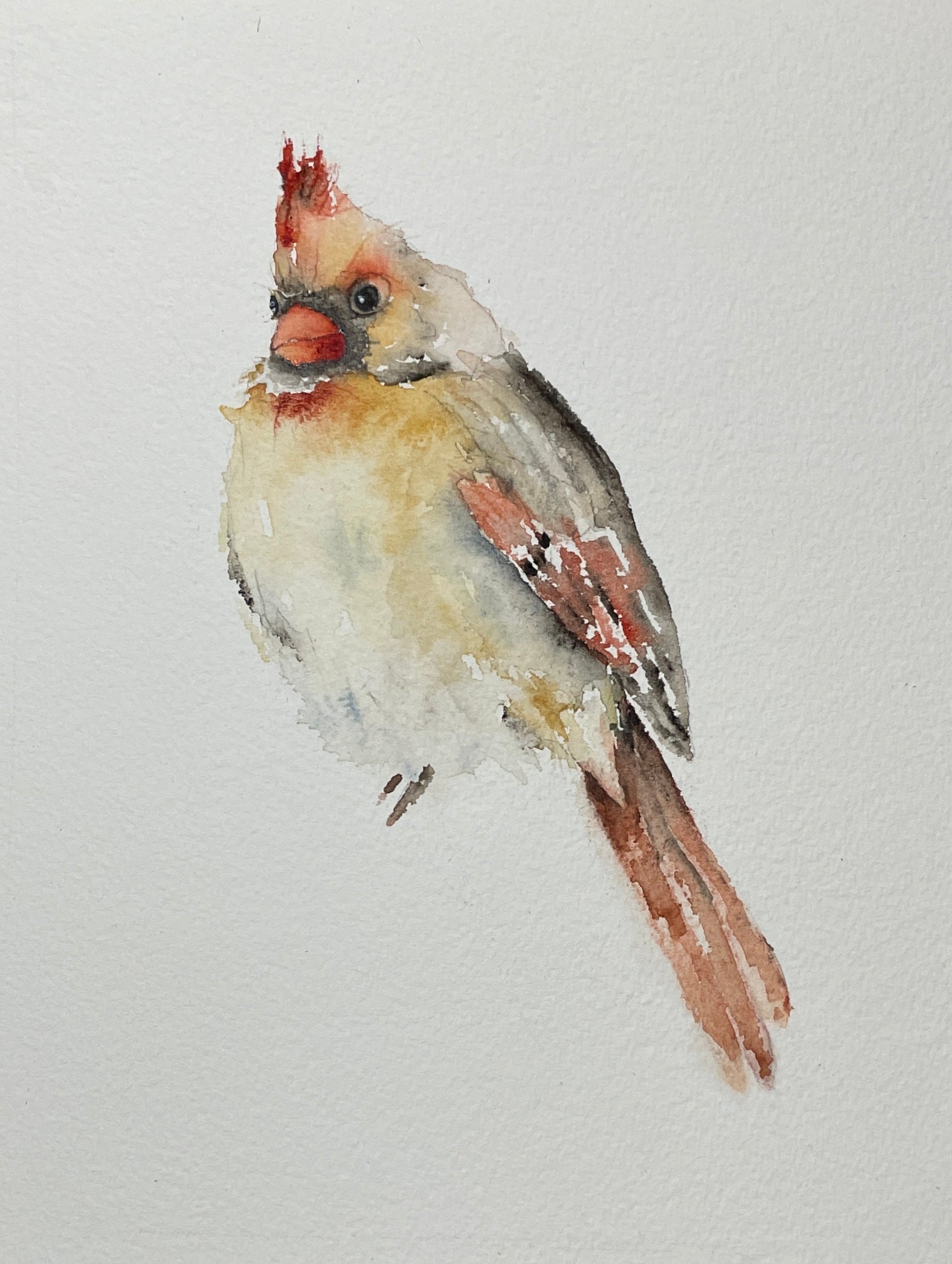 Female Cardinal- Beauty – Leah Potts Art